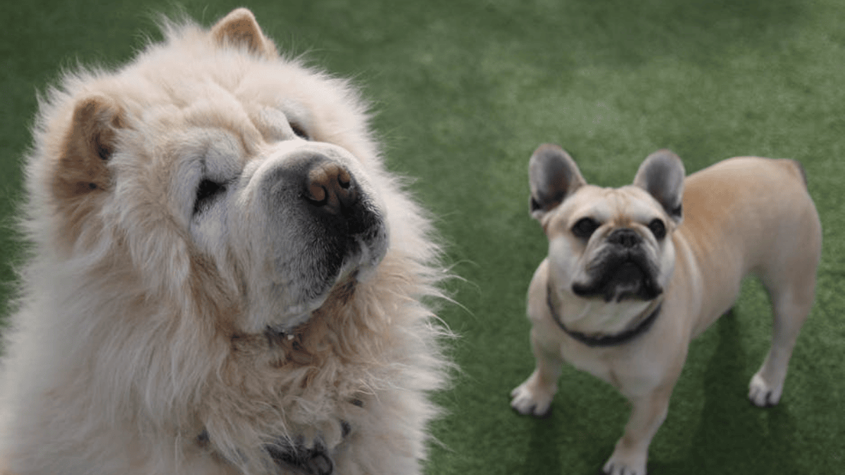 8 signs your pet feels jealous of the new furry family member