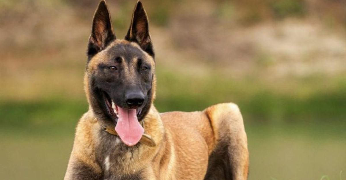 12 protector dog breeds with instincts so strong owners instantly feel ...