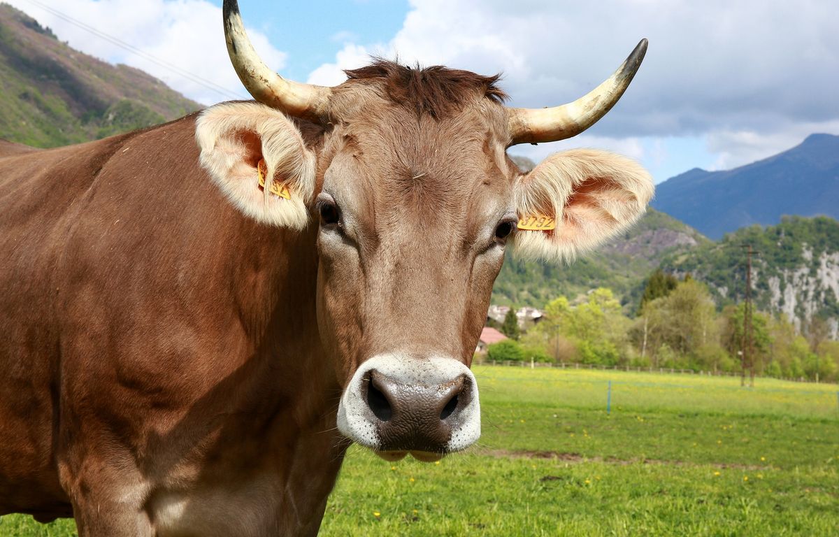 Bousculé par une vache dans les Pyrénées catalanes, un randonneur ...