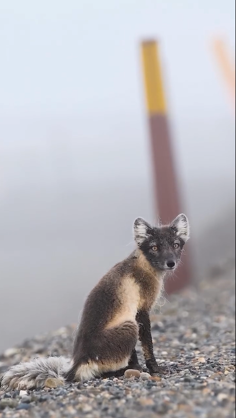 Random wildlife photography moments
