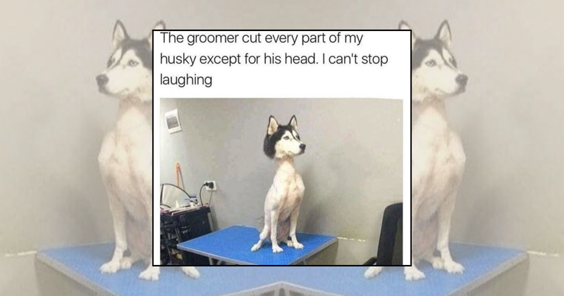 Big paws and loud howls without a pause: 23 husky memes worth applause