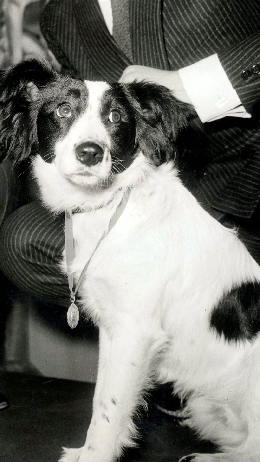 Sniffed out: How a dog found the stolen World Cup