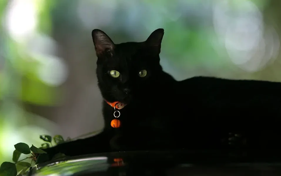 Decode your cat’s secret language today