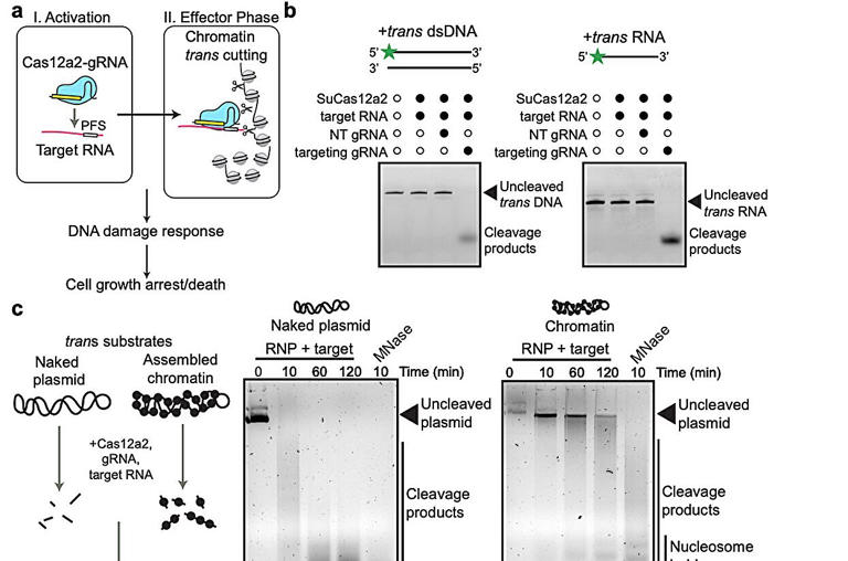 CRISPR enzyme precisely detects and shreds DNA in cancer mutations once ...