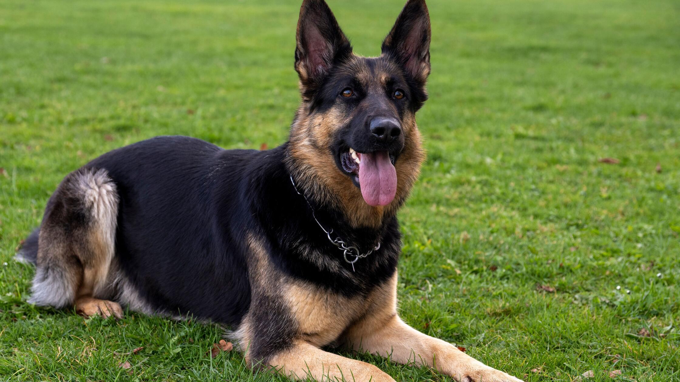 Gelbe Schleife am Halsband: Wichtiges Symbol beim Hund - worauf du ...