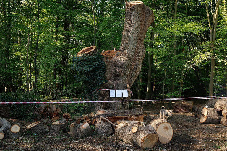 Toby Carvery and council end row over felled oak