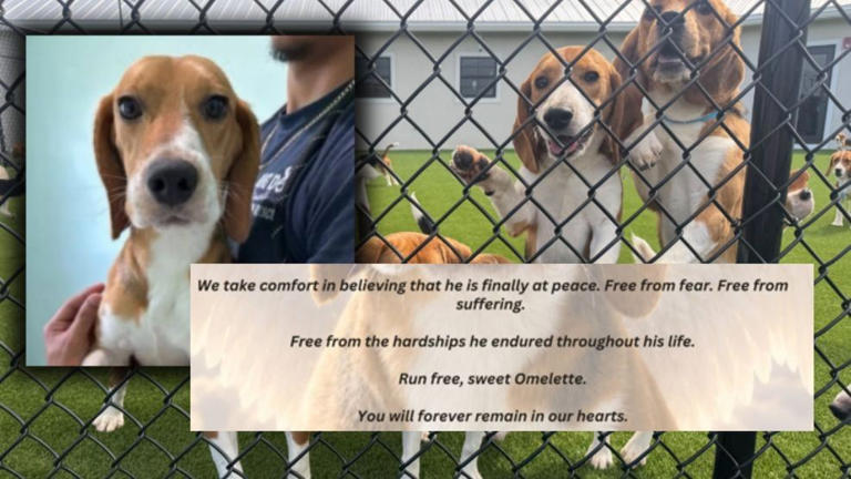 Rescue mourns lab beagle killed in suspected alligator attack ...