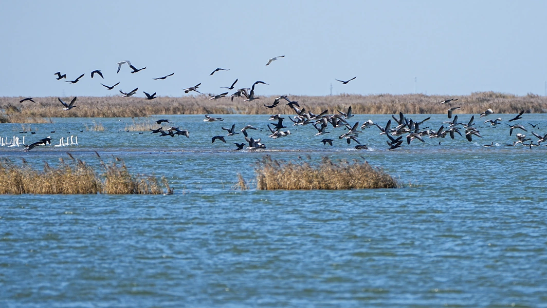 How bird migration still baffles science lovers