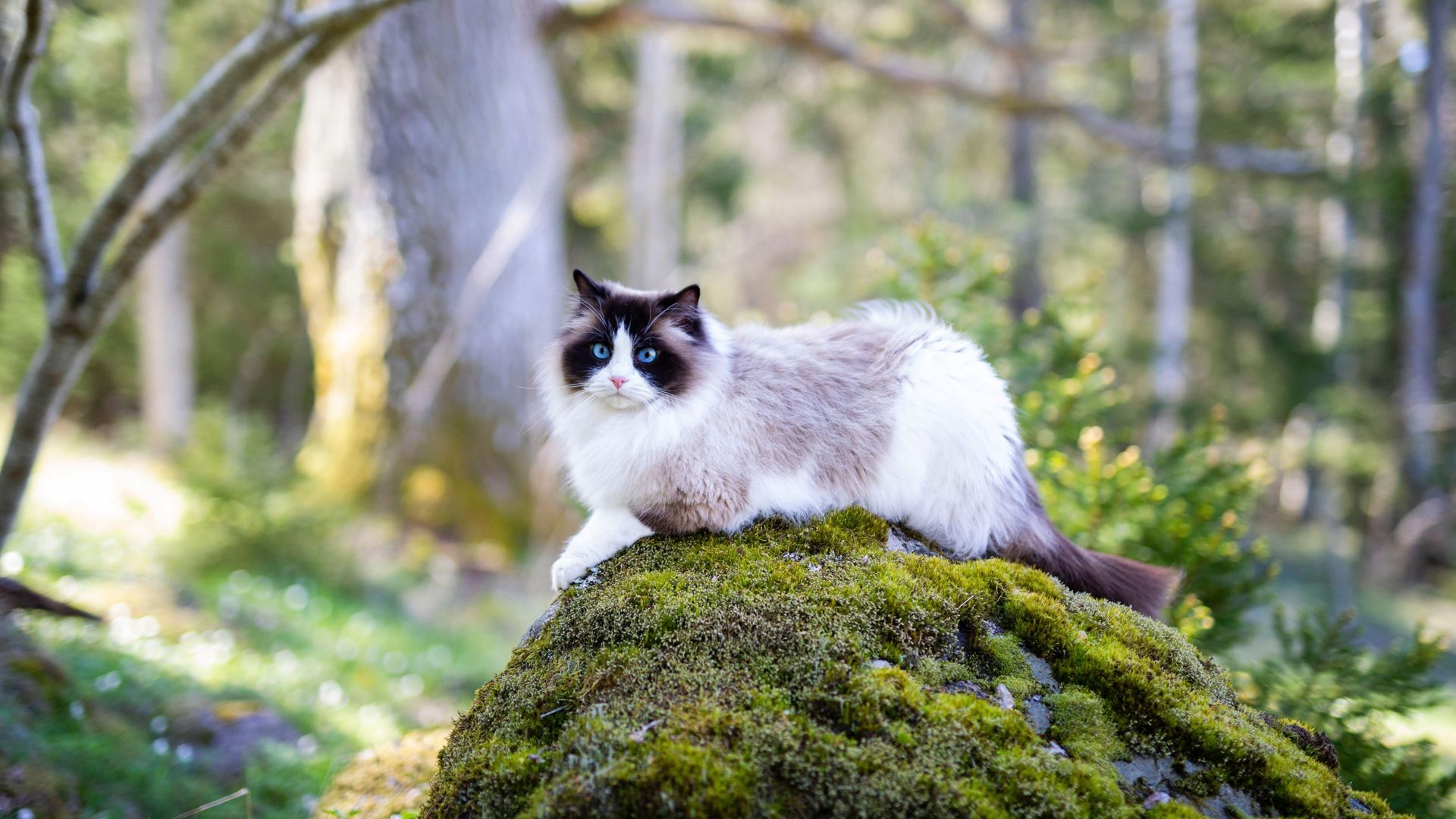 Beautiful types of show-breed cats