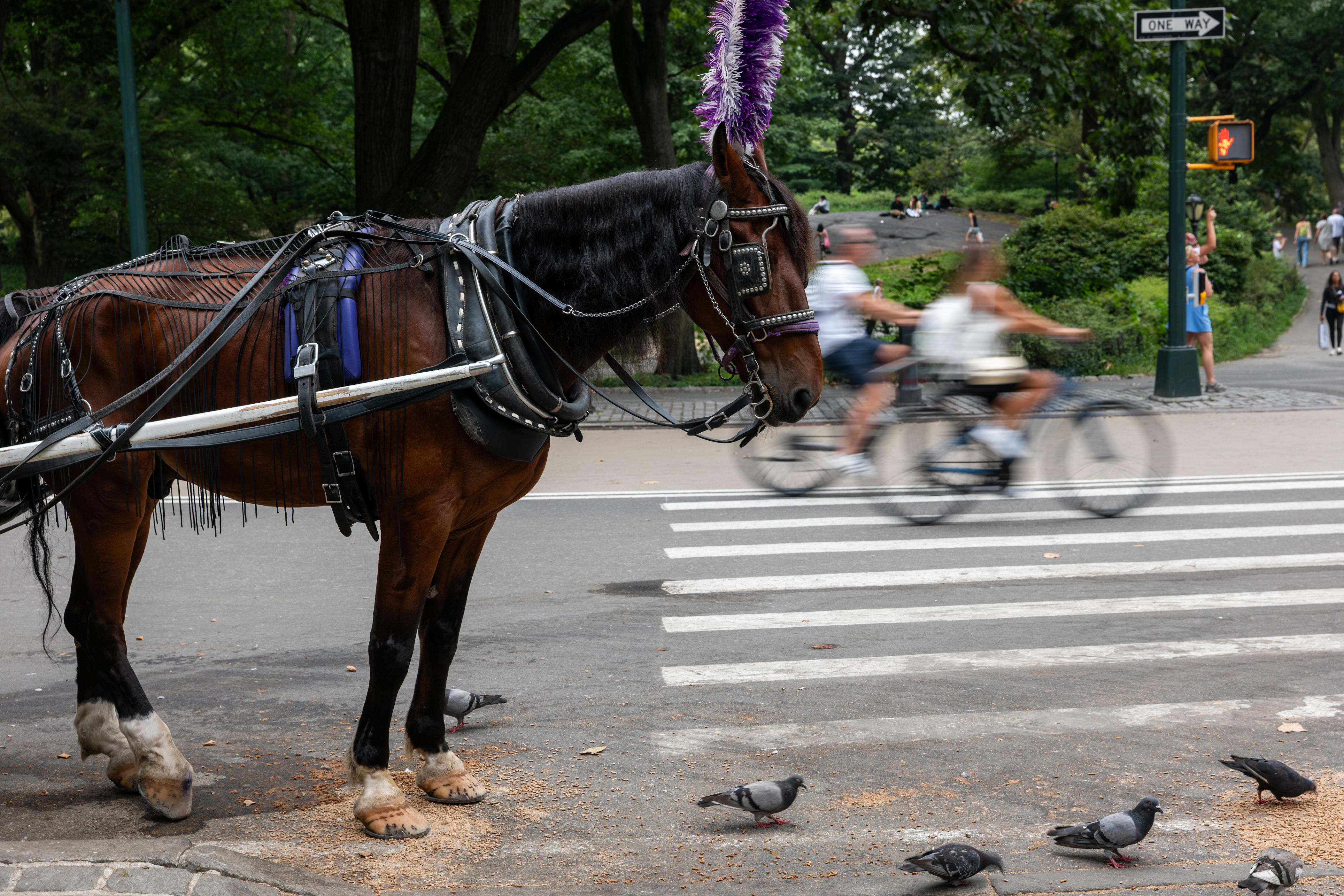 Carriage horse dies in Central Park, investigation underway