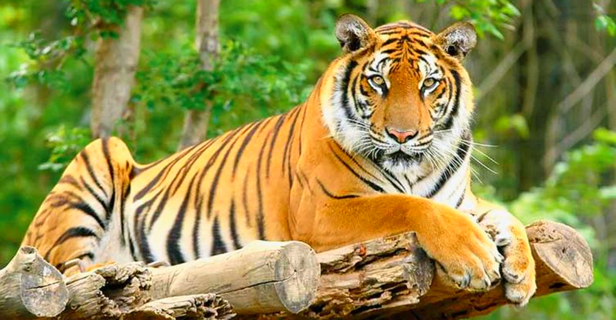 14 regions in India famous for rare tiger sightings