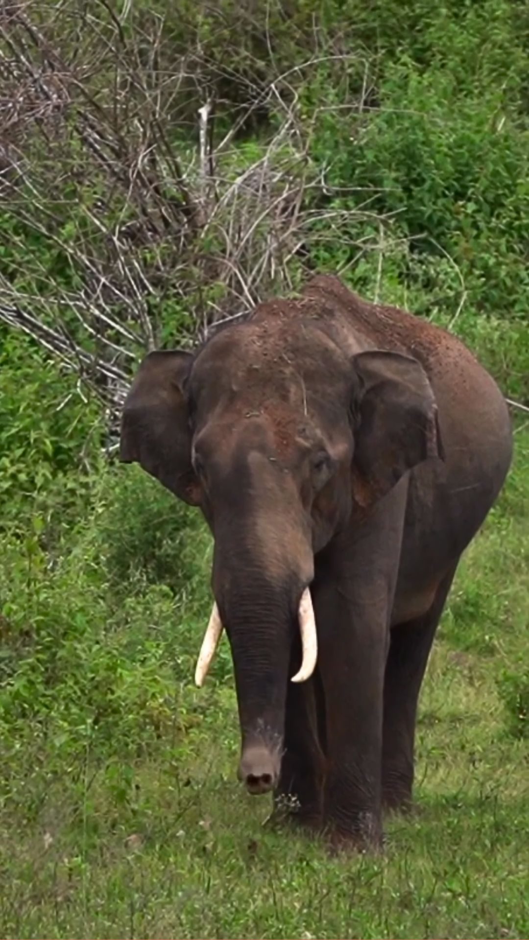 Back to wildlife with fresh creativity