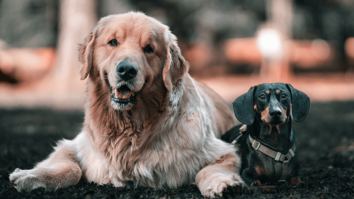 8 signs your pet feels jealous of the new furry family member