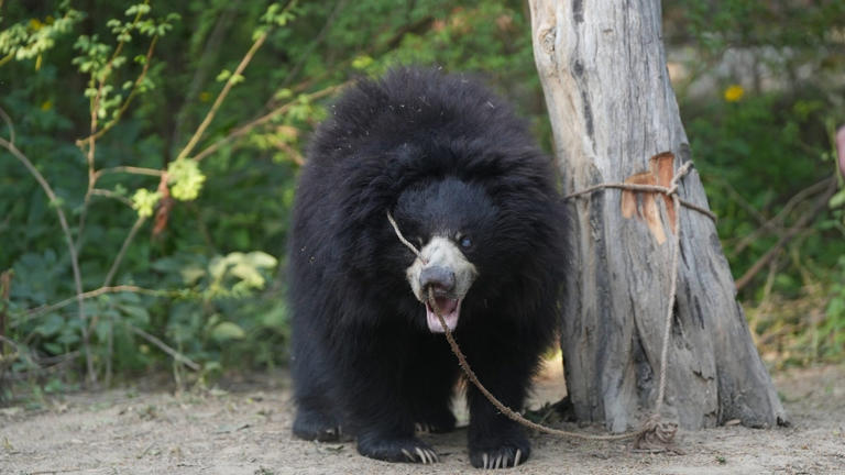 Abused 'dancing bear' makes remarkable recovery after rescue