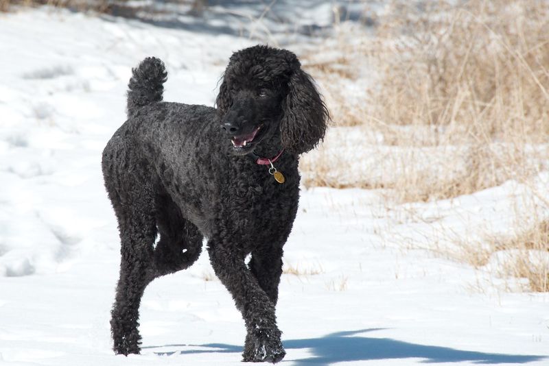 13 perfectly balanced mid-size dog breeds Americans are obsessed with ...