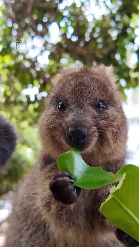 Quokka enjoys a leafy snack in adorable encounter