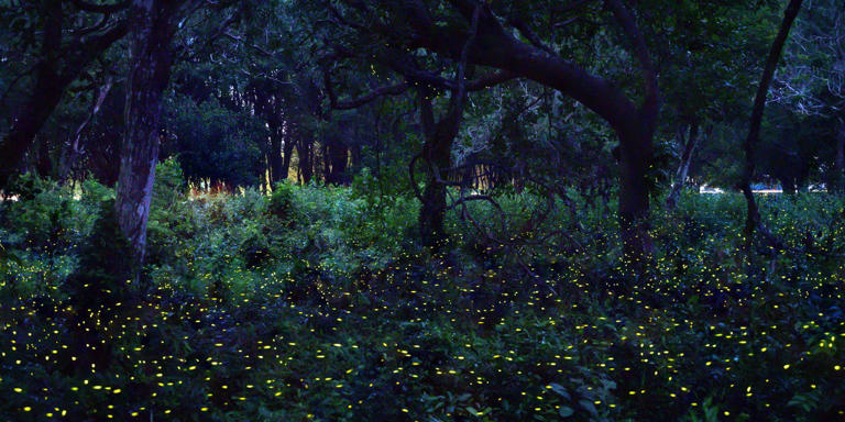 Make summer nights more magical with these firefly-spotting tips