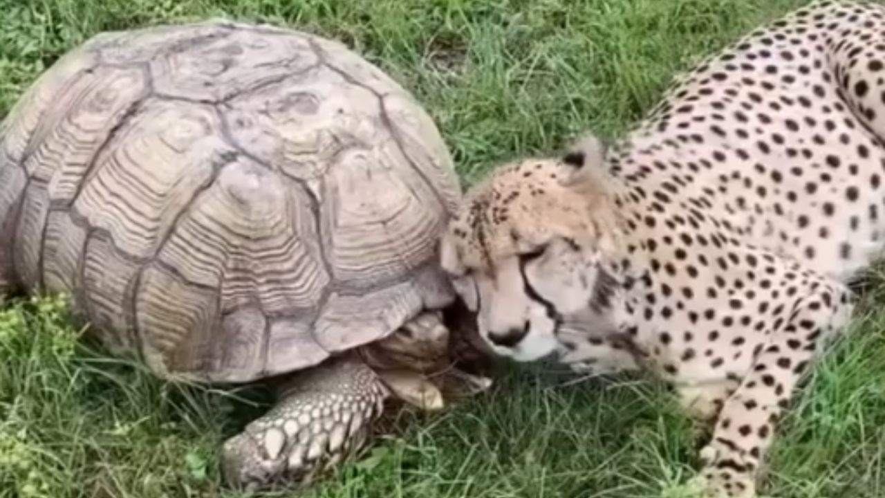 An unlikely friendship between a cheetah and a tortoise at the zoo
