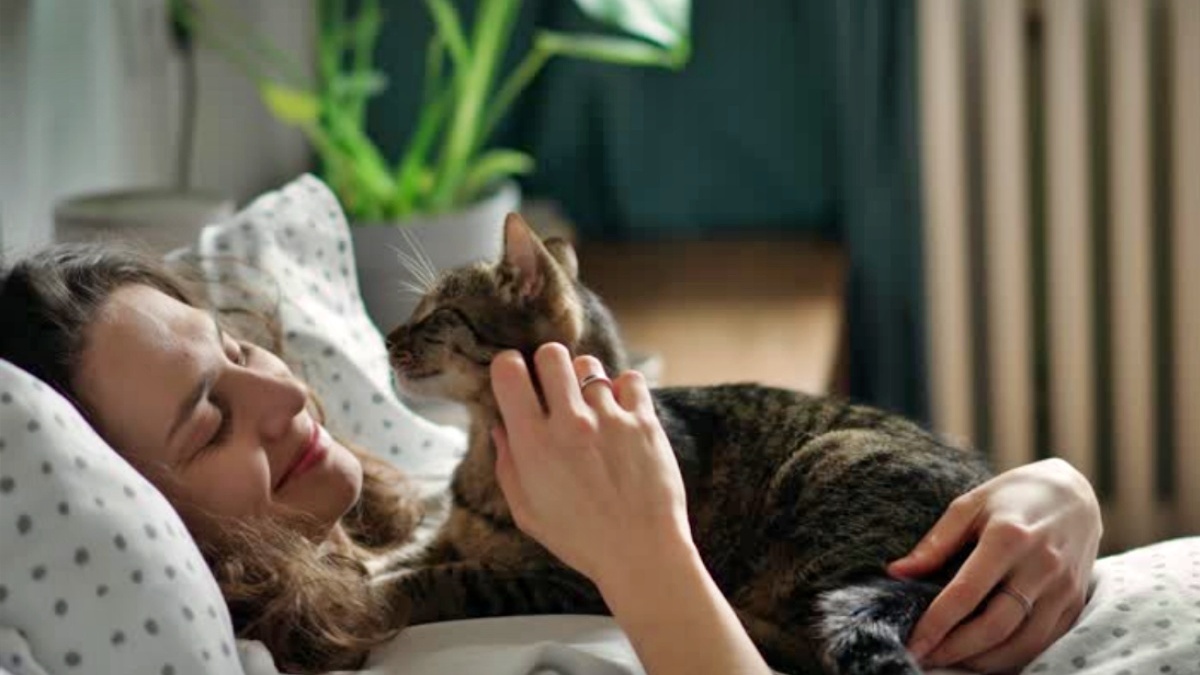 Why does your cat sleep on top of you? The scientific explanation may ...