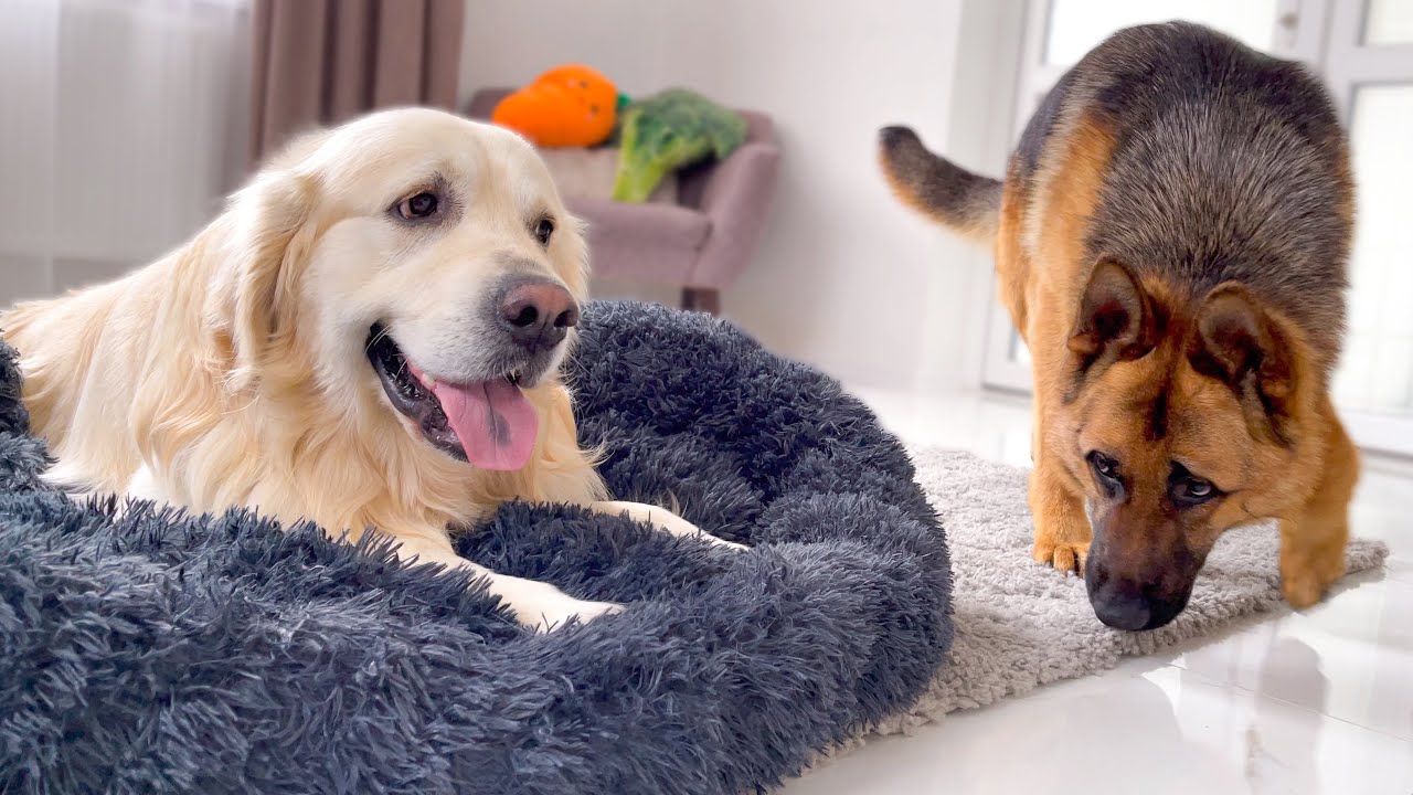 What does a German shepherd do when a golden retriever won't share his bed?