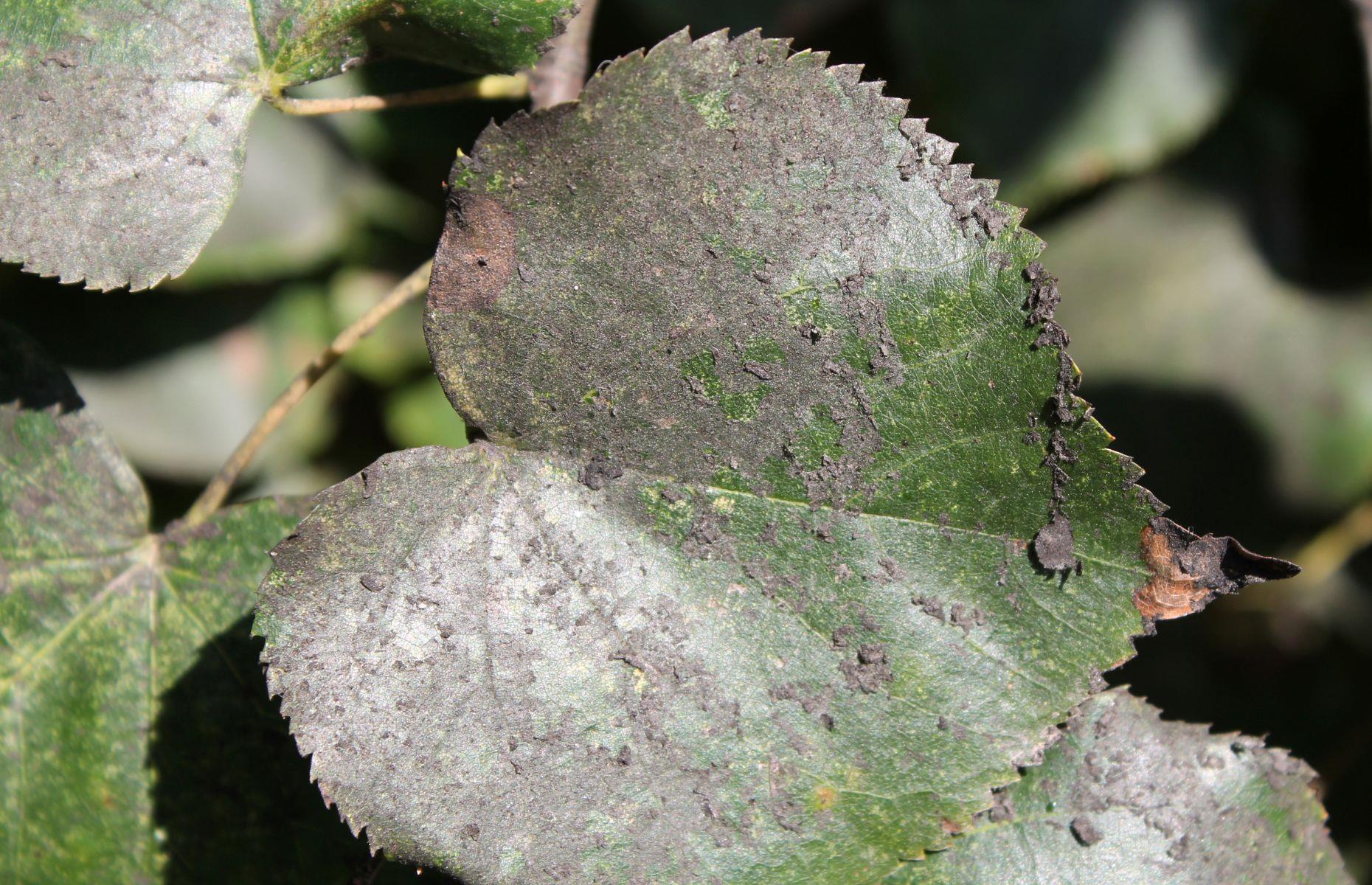 Common outdoor moulds that threaten your plants and how to treat them