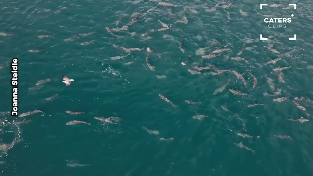 Stunning Drone Video Tracks Striped Bass Migration AlonNew York Waters