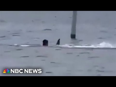 US Navy employee critically injured in Florida shark attack caught on ...