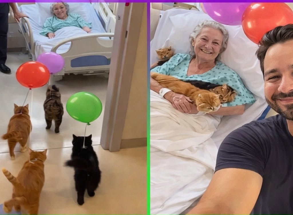 Quattro gatti entrano in ospedale con i palloncini per salutare la loro ...