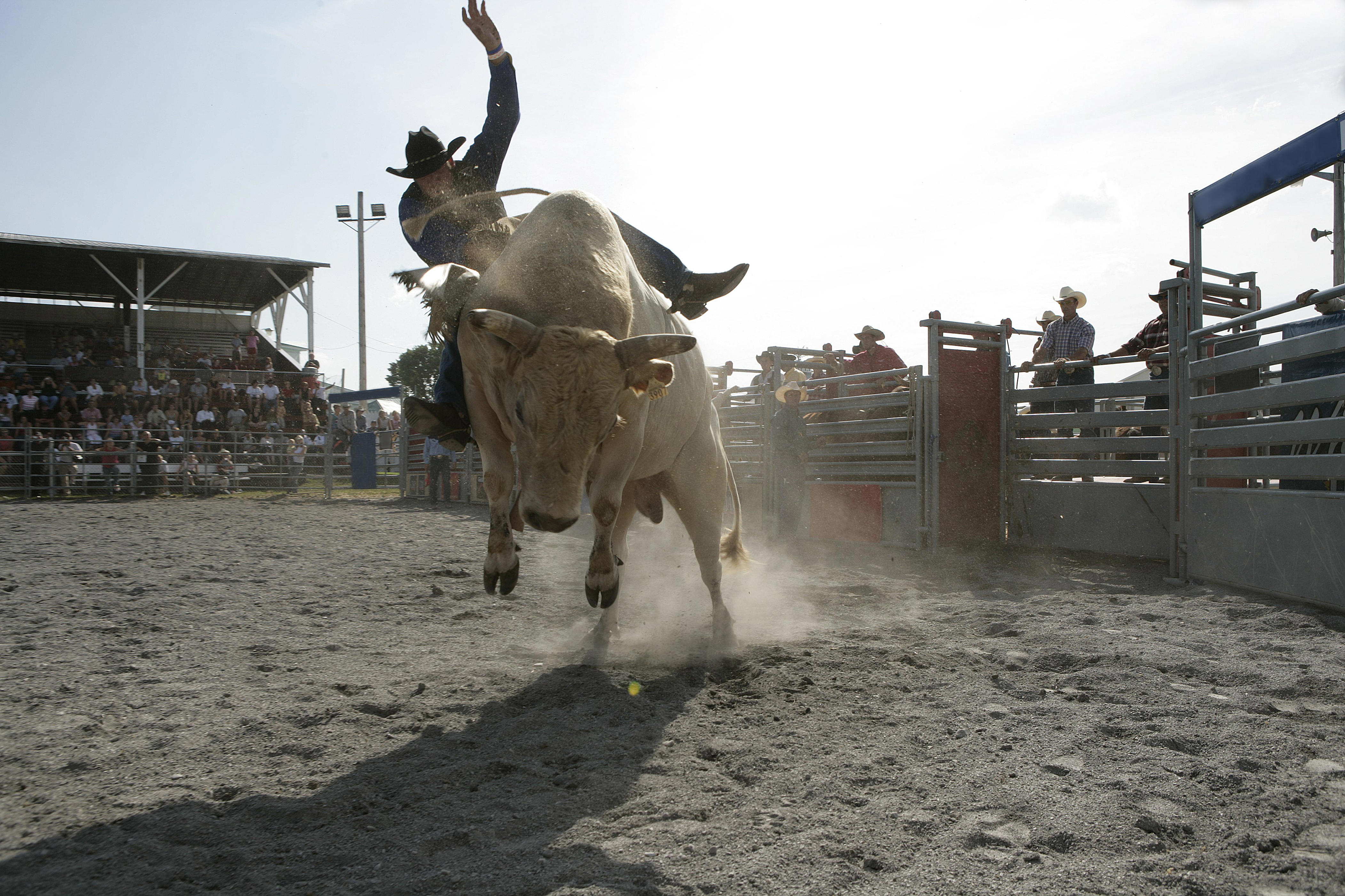 Proposed LA rodeo ban sparks debate