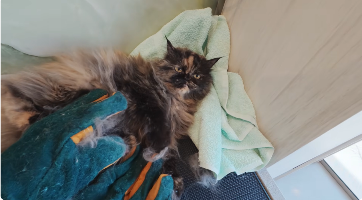 Owner couldn't believe I groomed Muffin 😼