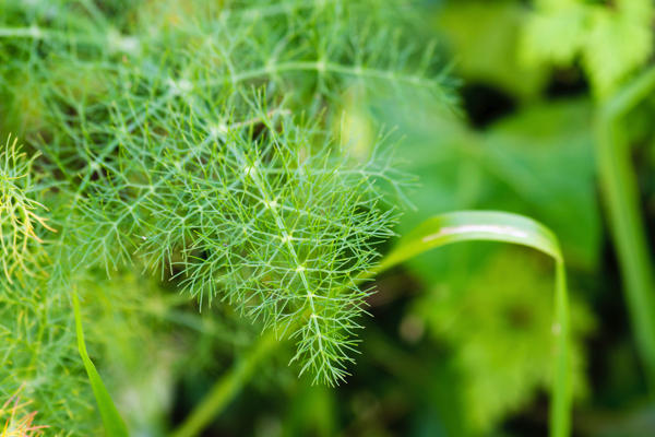 "Im a toxicology expert: these are the poisonous plants and trees all ...