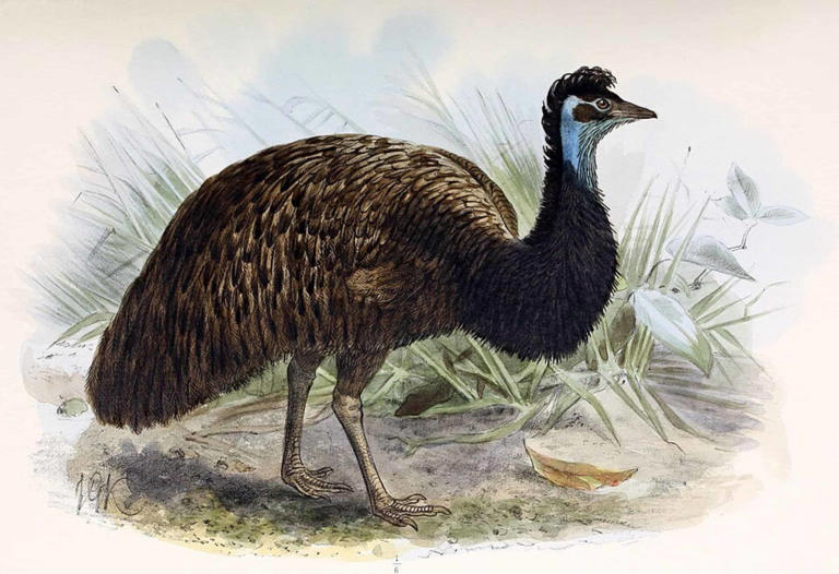 The last King Island emu died in Empress Josephine’s zoo