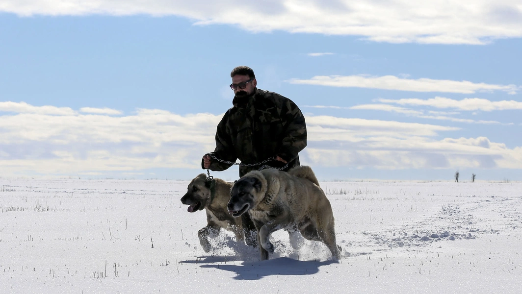 Living with the legendary Kangal dog