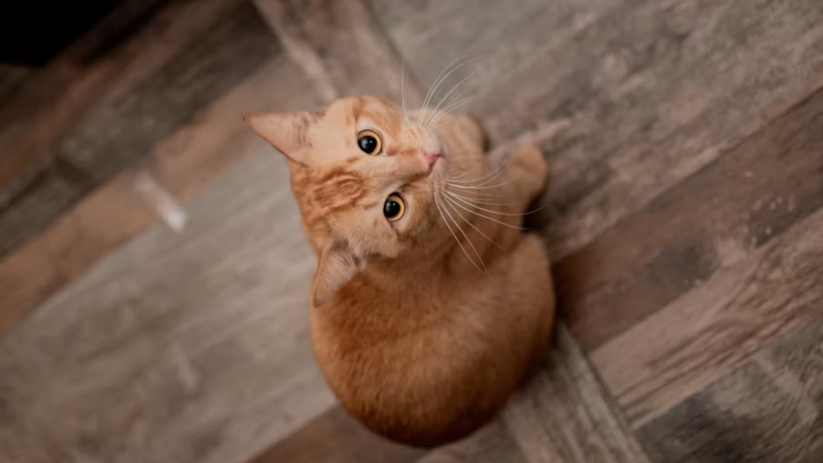 5 mistakes that almost all owners make with their cats and almost never ...