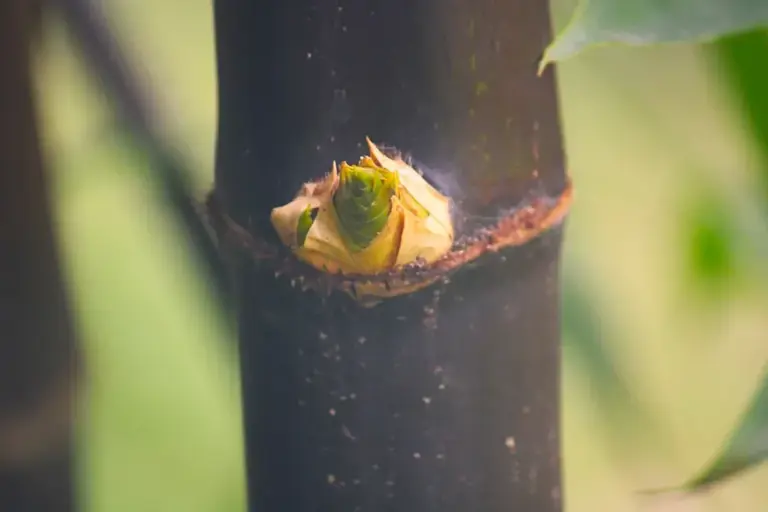 A landscaper's take: 3 plants that give me anxiety - and 3 I dread ever ...
