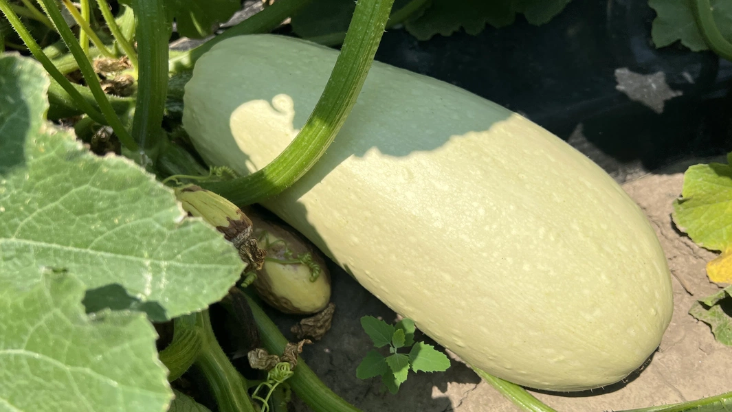 How to avoid common squash growing mistakes