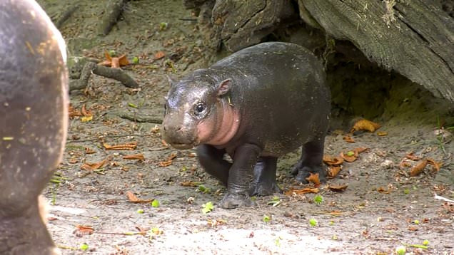 Pygmy hippo born in Berlin Zoo named Bread Roll