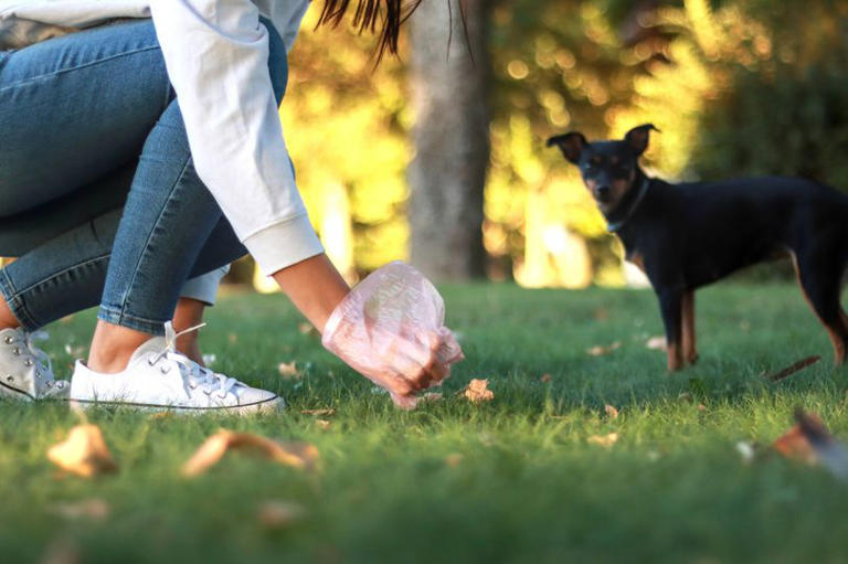 My neighbour lets their dog poo in my garden - one thing will stop it ...