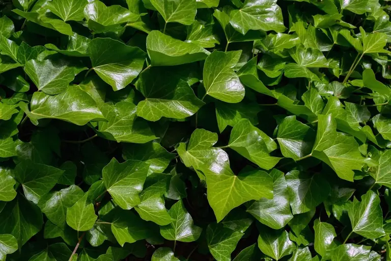 A landscaper's take: 3 plants that give me anxiety - and 3 I dread ever ...