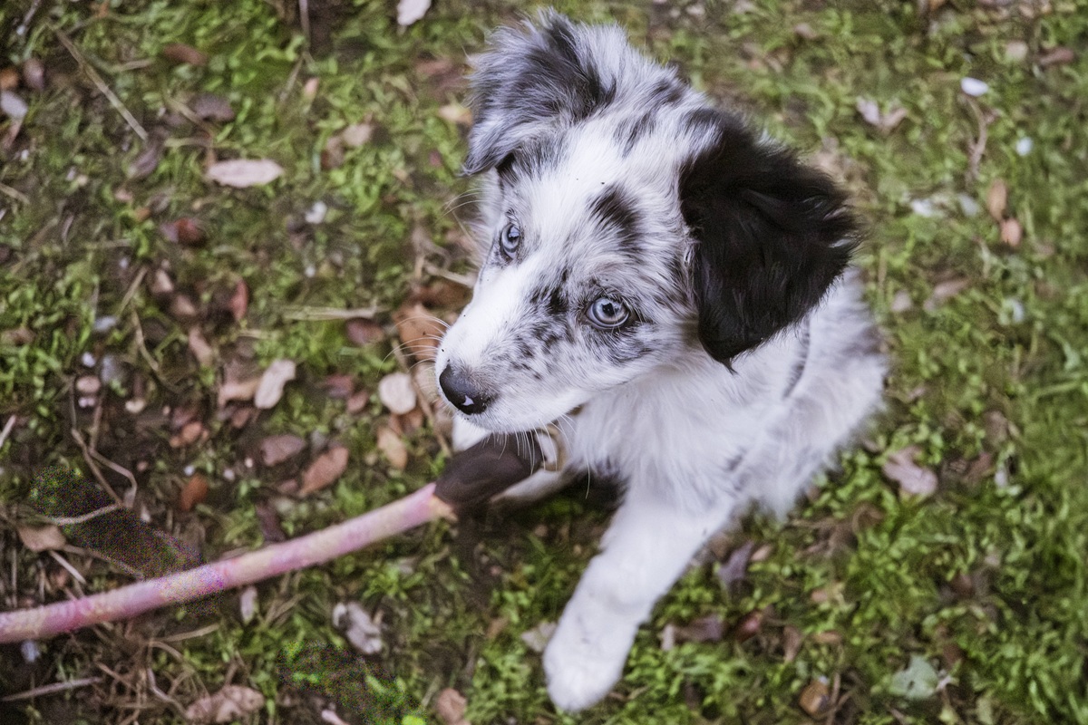 Er hatte 1,2 Millionen Follower: Hund wird in China entführt & in ...