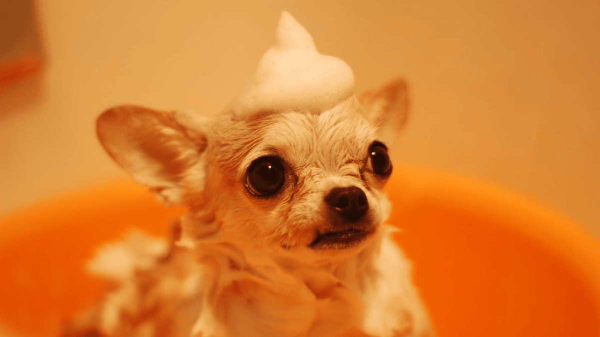 Are You Ruining Your Dogs Skin? 5 Critical Mistakes to Avoid, Powered ...