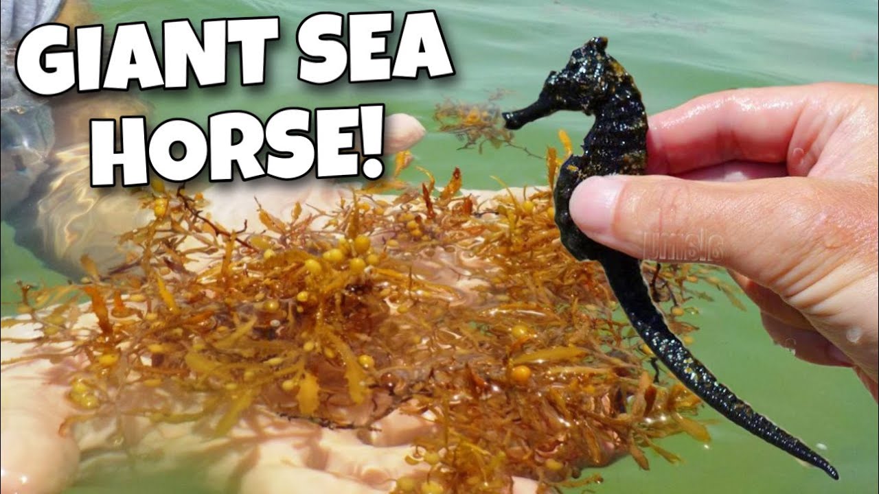Catching giant seahorse under floating debris!