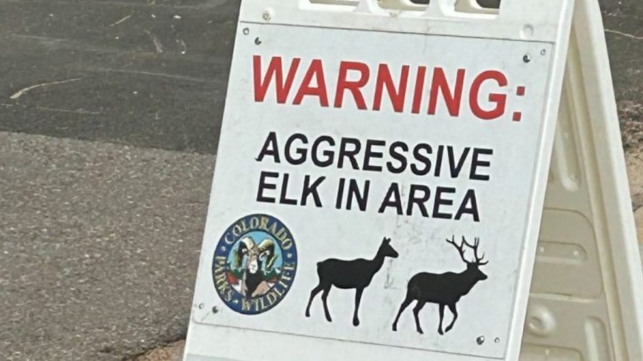 Man 'stomped' by cow elk outside his front door in Estes Park
