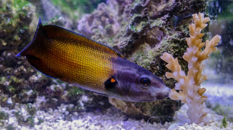 Tiny fish uses slimy lips to safely eat coral that stings other ocean ...