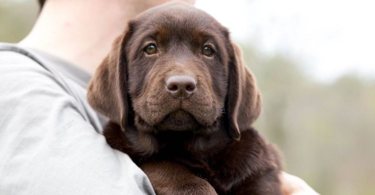 10 dog breeds that show affection less openly than people expect, plus ...