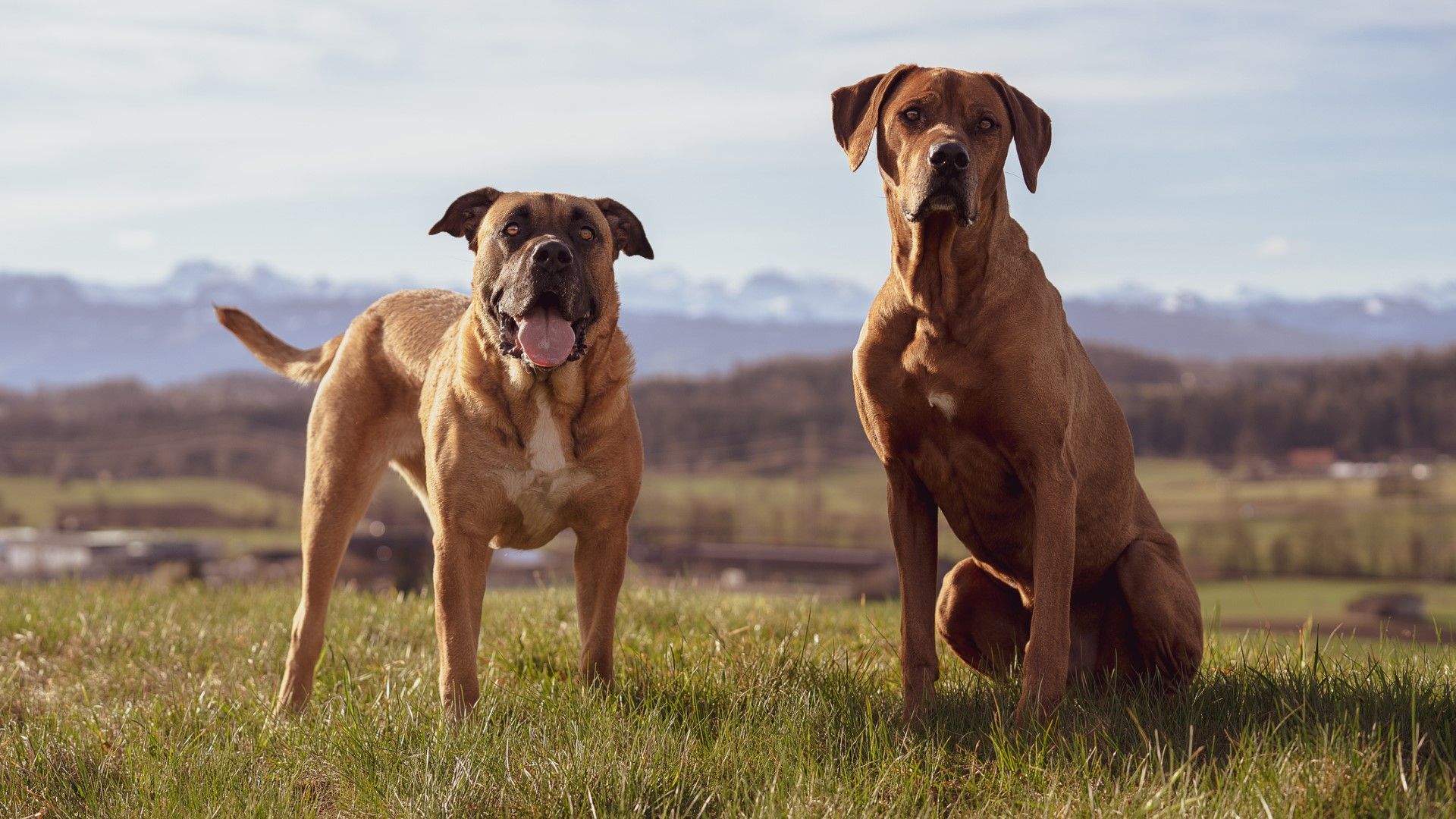 Types of large-breed dogs
