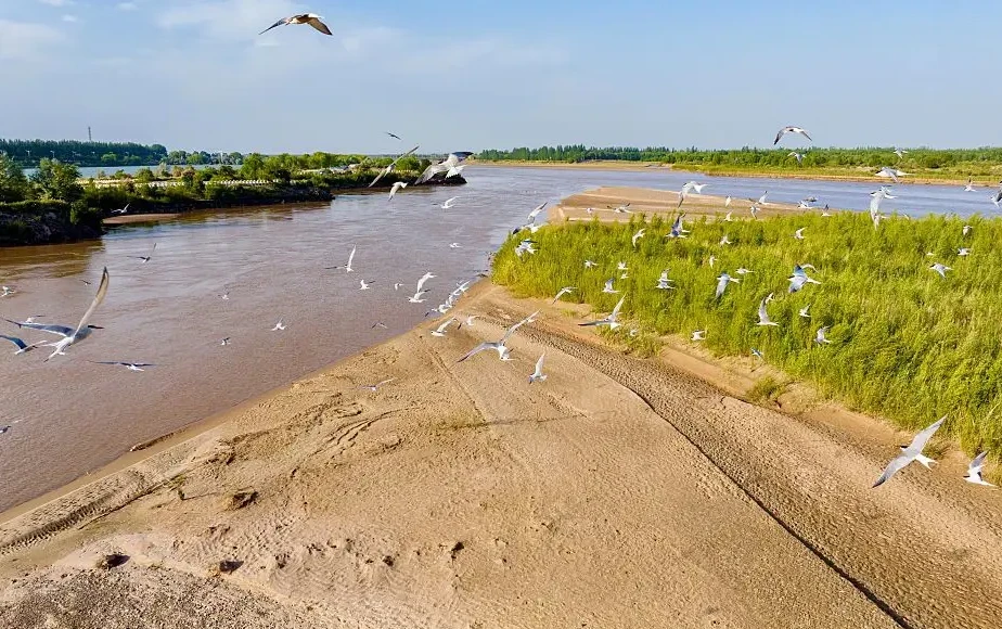 How bird migration still baffles science lovers