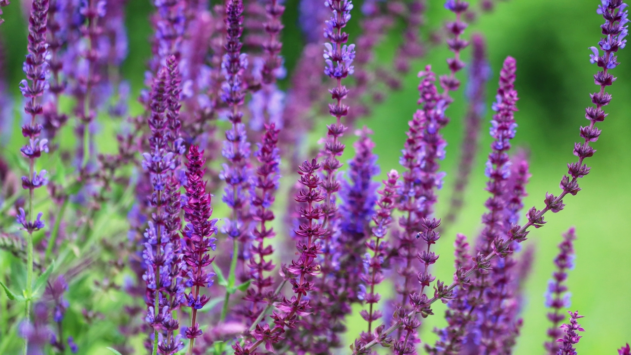 12 plants that hummingbirds love
