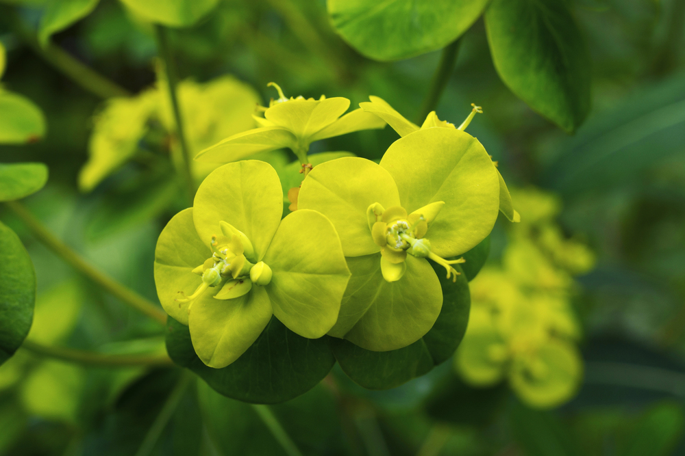 20 low-water plants for a beautiful, drought-friendly garden