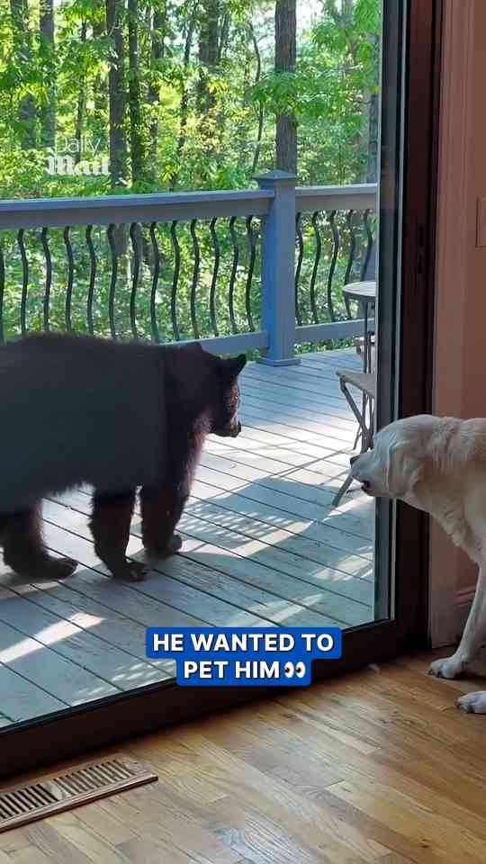 Dog stands its ground during surprise bear encounter